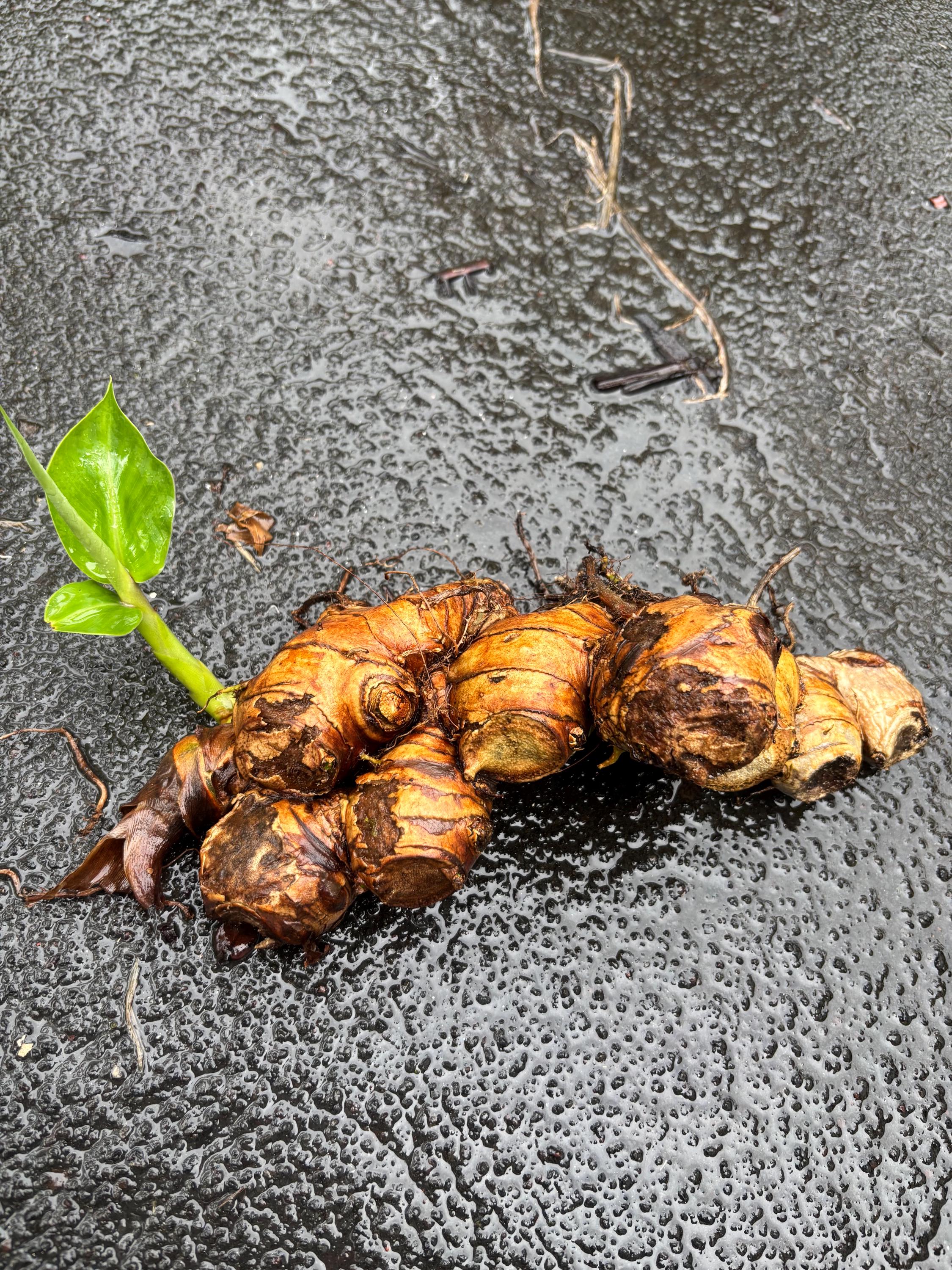 Himalayan Ginger Rhizomes for Sprouting. Kahili Ginger From Hawaii. - Etsy