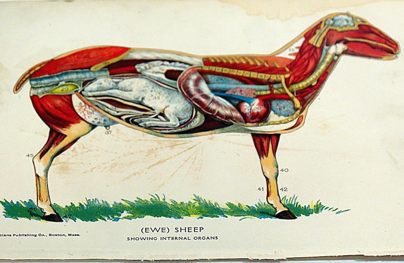 Ewe Sheep Anatomy Diagram Showing Internal Organs 1905 Book | Etsy