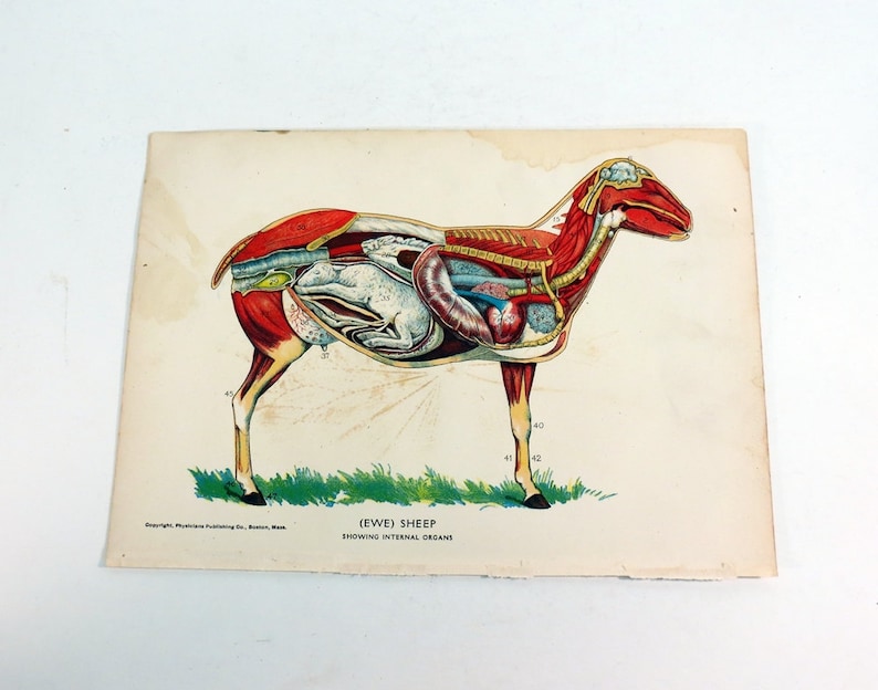 Ewe Sheep Anatomy Diagram Showing Internal Organs 1905 Book | Etsy