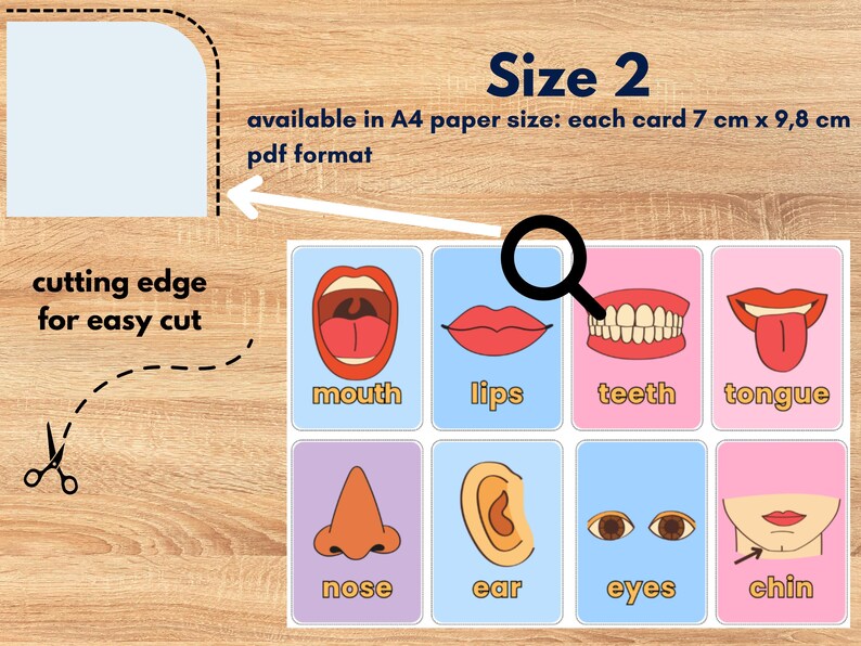 Printable Body Parts Flashcards for Kids | Toddler Learning Cards ...