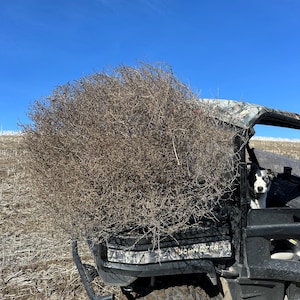 Authentic Tumbleweed - Etsy