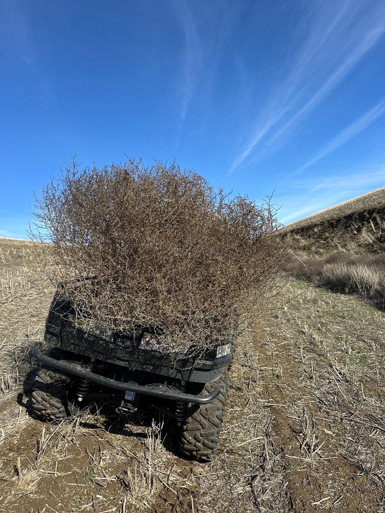 Authentic Tumbleweed - Etsy