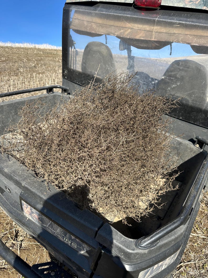 Authentic Tumbleweed - Etsy