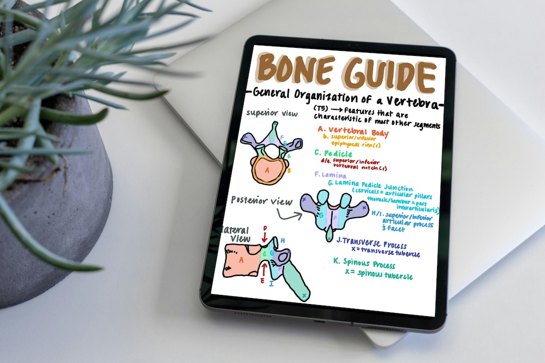 Spinal Anatomy Bone Study Guide | DIGITAL DOWNLOAD | Chiropractic ...