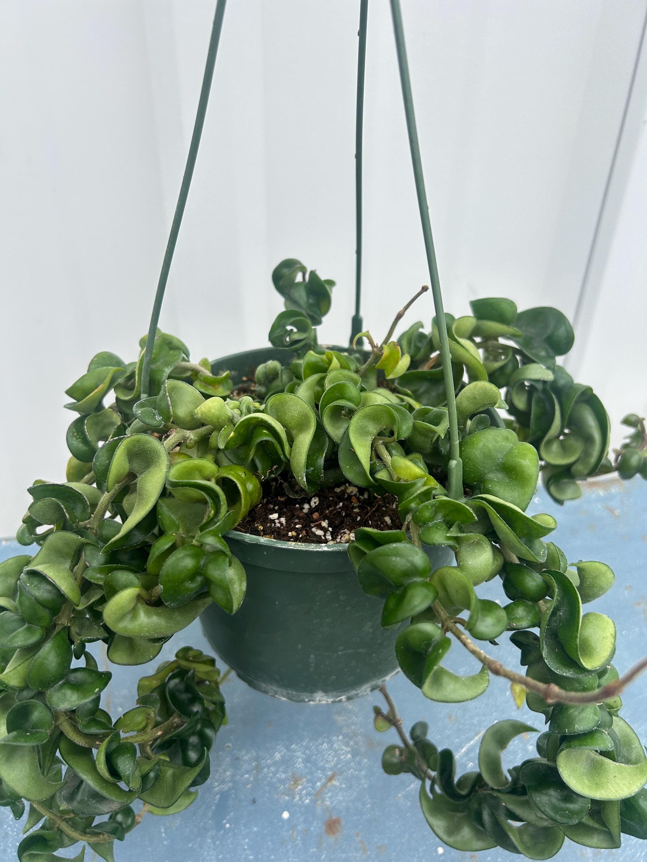 Hoya Carnosa 'compacta' 'hindu Rope' Very Health, Long, and Lush Hoya ...