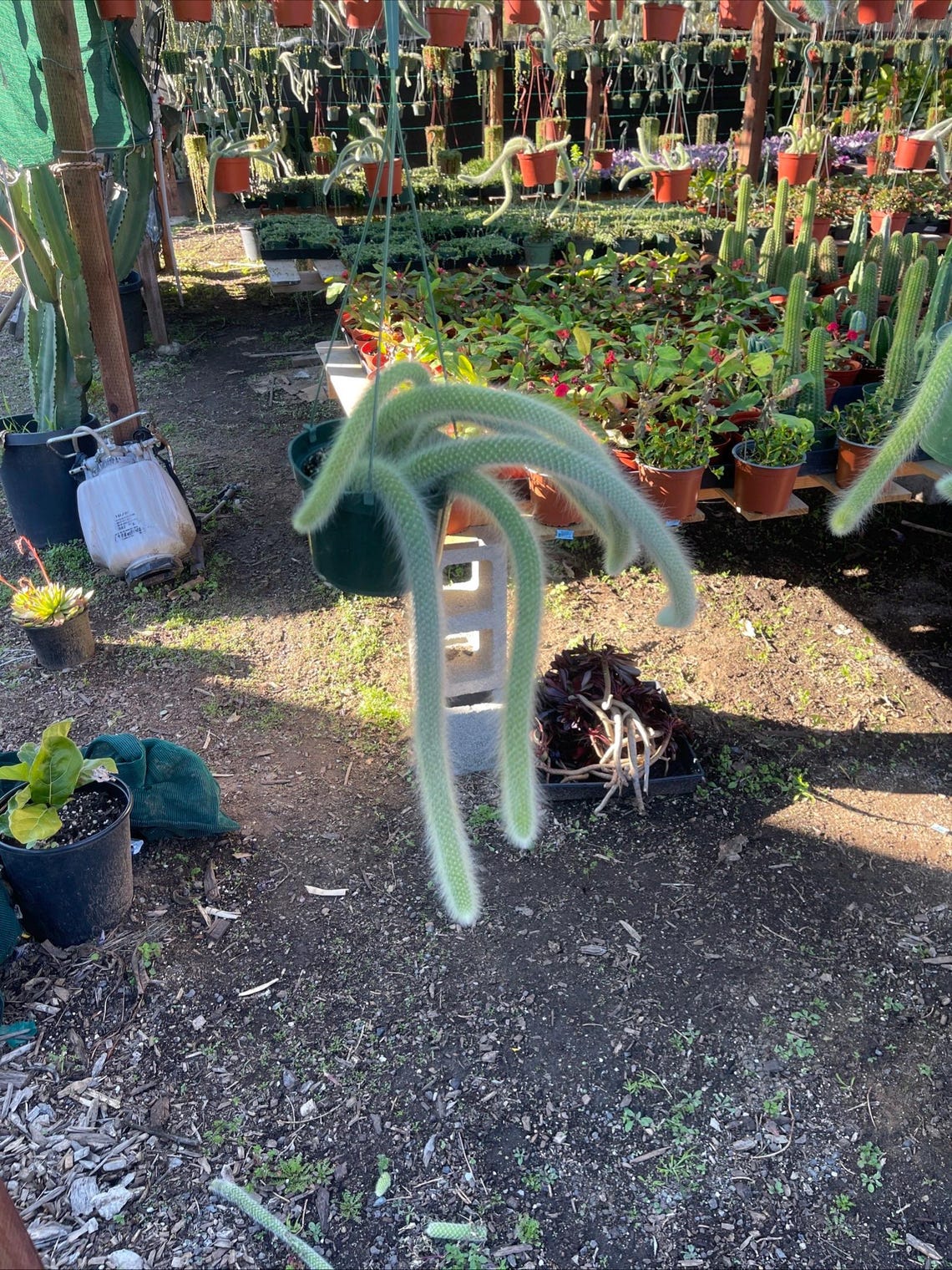 6" Monkey Tail Cactus | Hildewintera Hanging Pot Long and Hairy Tails ...