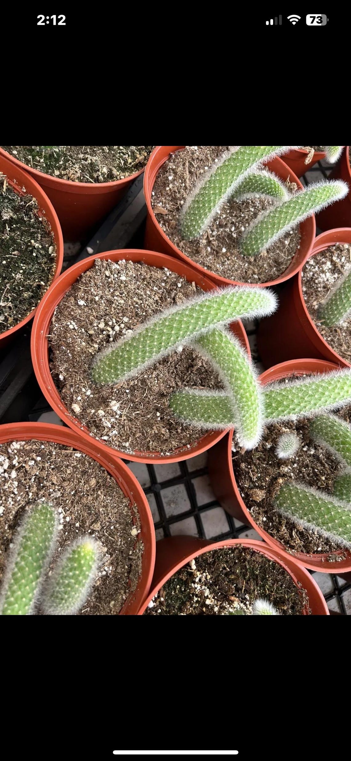 4" Monkey Tail Cactus | Hildewintera Colademononis - Etsy