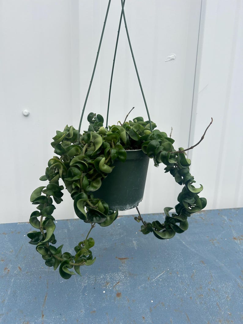 Hoya Carnosa 'compacta' 'hindu Rope' Very Health, Long, and Lush Hoya ...