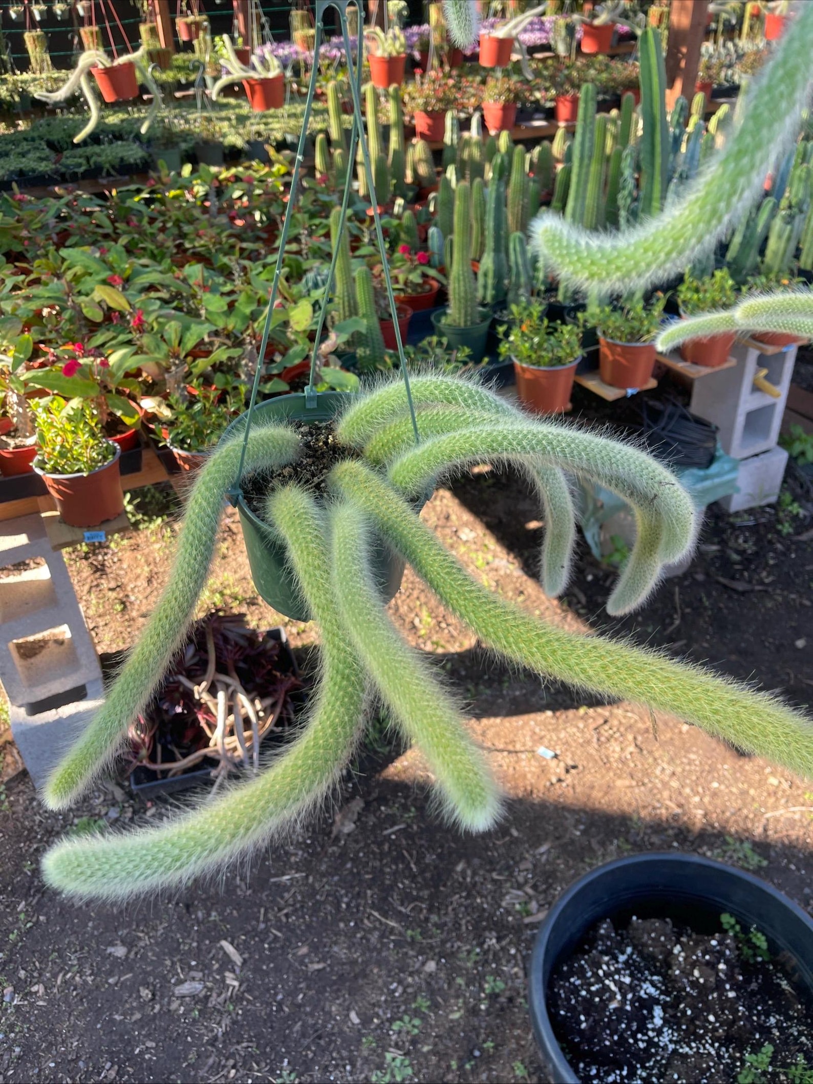 6" Monkey Tail Cactus | Hildewintera Hanging Pot Long and Hairy Tails ...