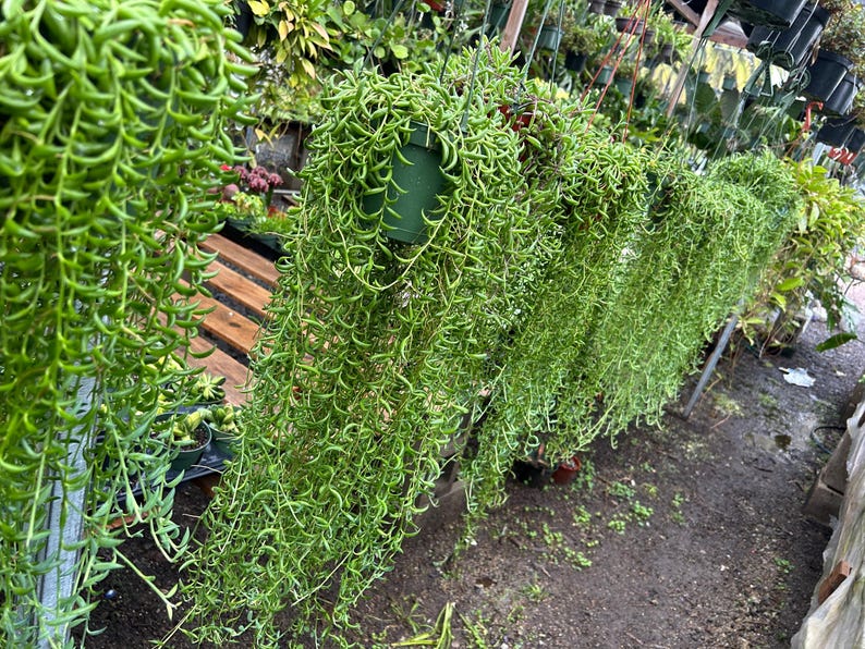 4 Pack Mixed String of Tears, String of Banana, Sedum Burrito, String ...