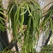 Rhipsalis Micrantha Exotic Epiphytic Jungle Cactus 6 Inch Pot Full - Etsy