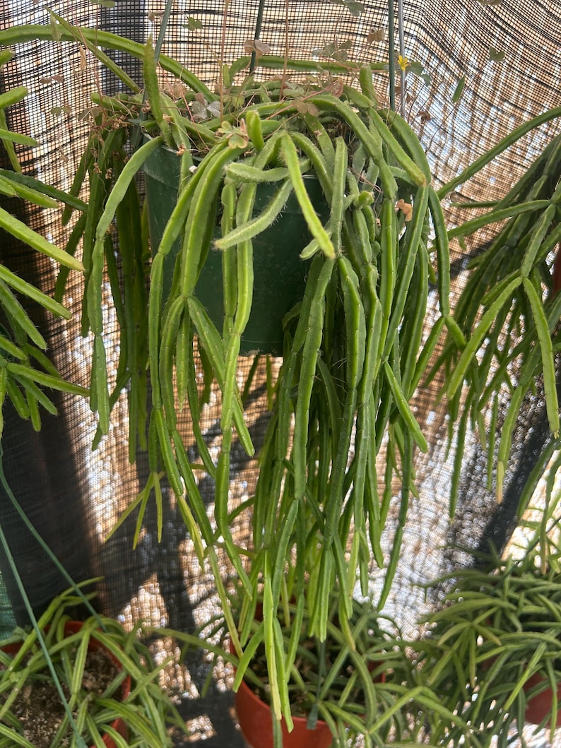 Rhipsalis Micrantha Exotic Epiphytic Jungle Cactus 6 Inch Pot Full - Etsy