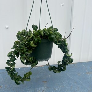 Hoya Carnosa 'compacta' 'hindu Rope' Very Health, Long, and Lush Hoya ...