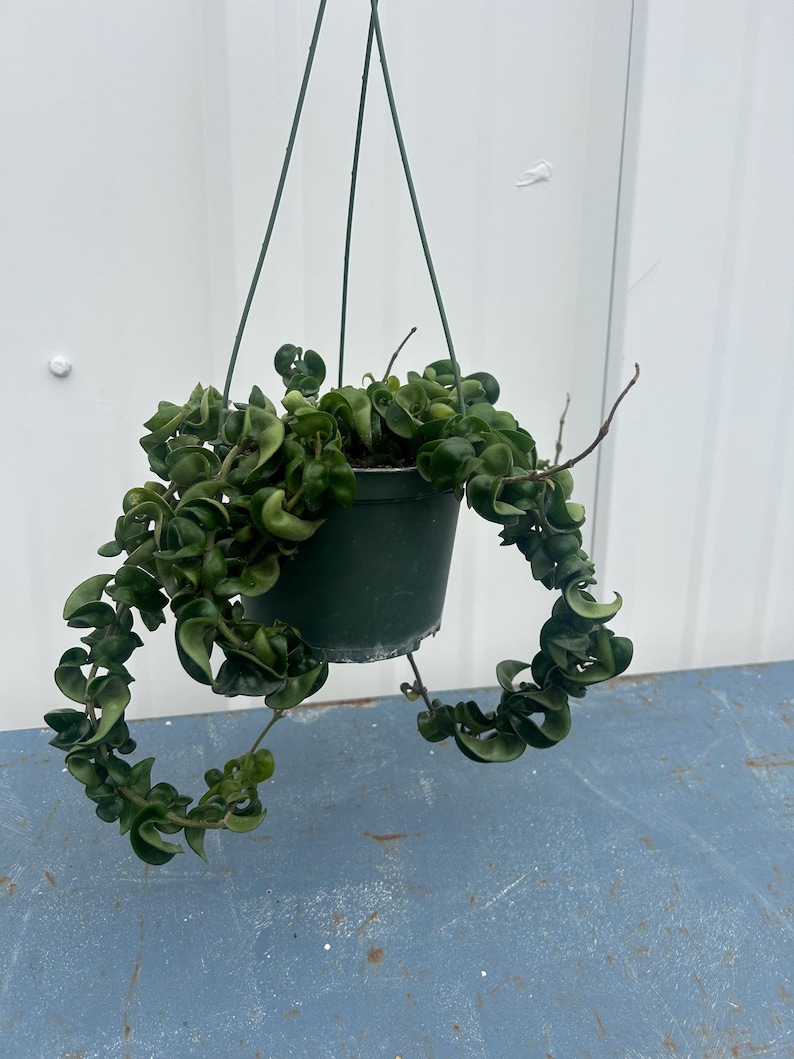 Hoya Carnosa 'compacta' 'hindu Rope' Very Health, Long, and Lush Hoya ...