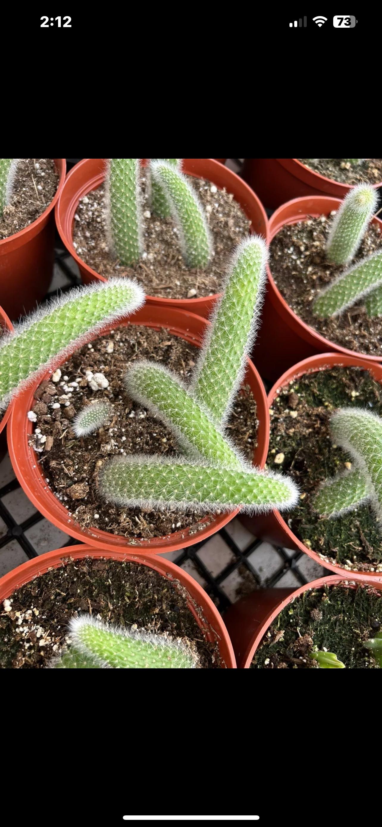 4" Monkey Tail Cactus | Hildewintera Colademononis - Etsy