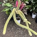 Monkey Tail, Rat Tail, Golden Rat Tail, 3 Piece Combo Set in 6 in ...