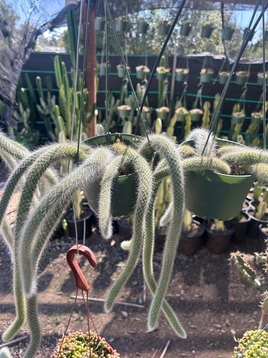6" Monkey Tail Cactus | Hildewintera Hanging Pot Long and Hairy Tails ...
