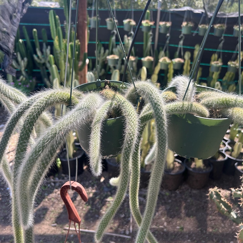 Hairy Cactus - Etsy