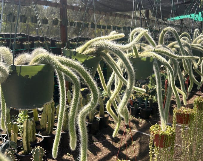 6" Monkey Tail Cactus | Hildewintera Hanging Pot With 6-10 Tails - Etsy