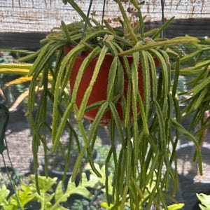 Rhipsalis Micrantha Exotic Epiphytic Jungle Cactus 6 Inch Pot Full - Etsy