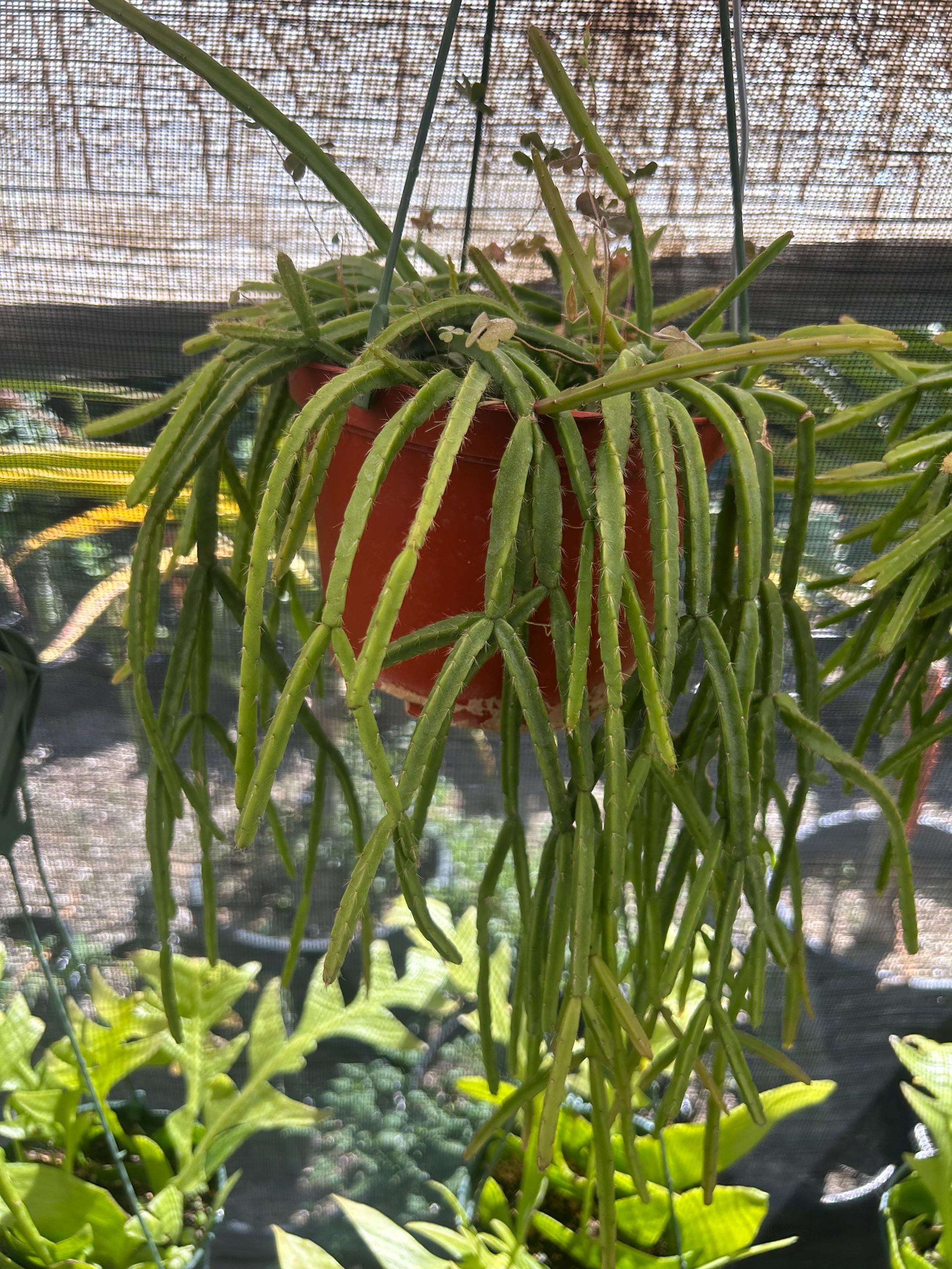Rhipsalis Micrantha Exotic Epiphytic Jungle Cactus 6 Inch Pot Full - Etsy