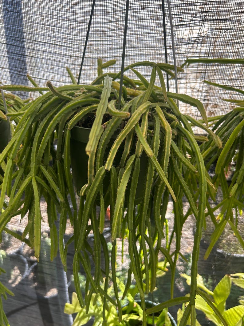 Rhipsalis Micrantha Exotic Epiphytic Jungle Cactus 6 Inch Pot Full - Etsy