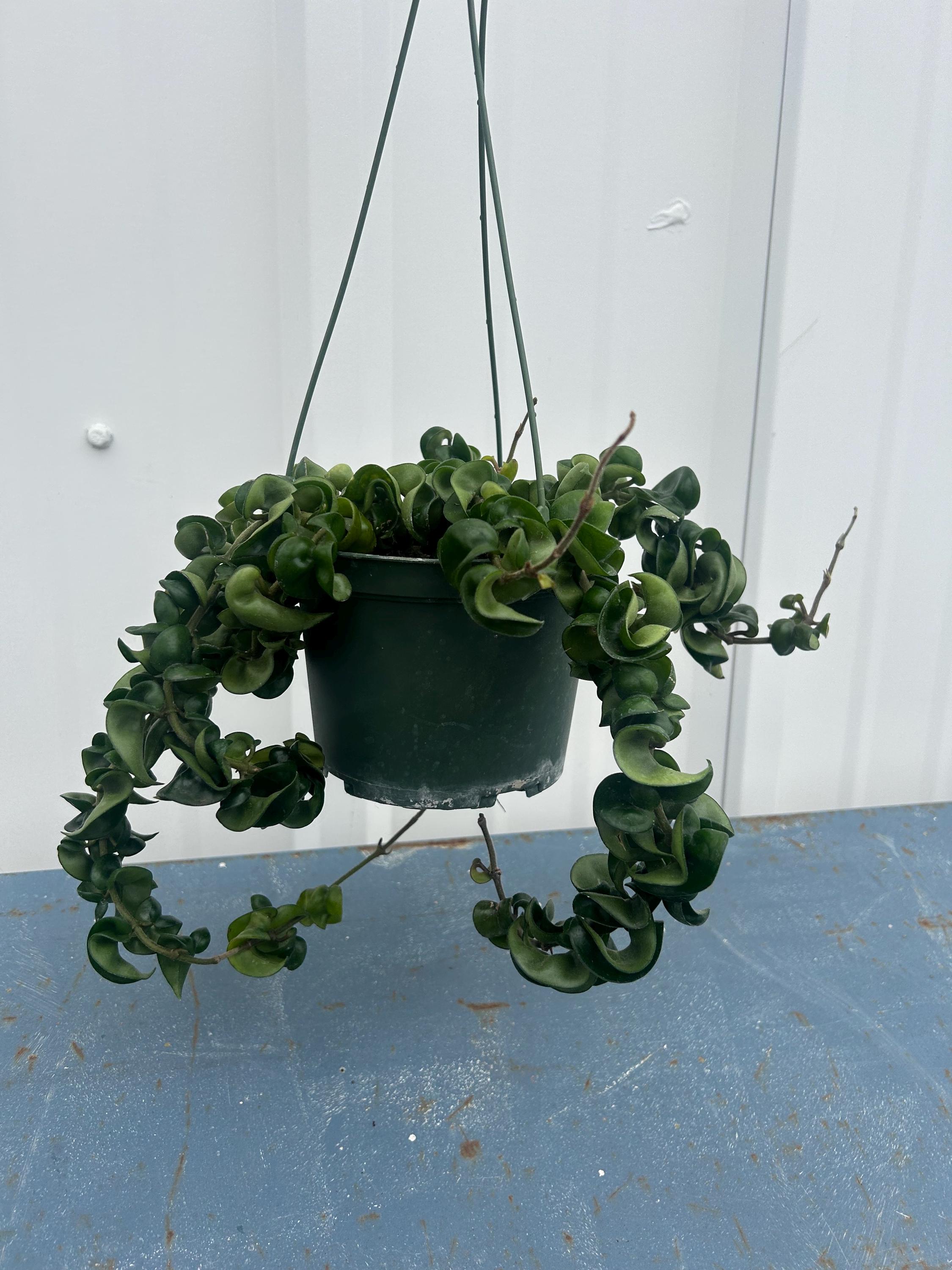 Hoya Carnosa 'compacta' 'hindu Rope' Very Health, Long, and Lush Hoya ...