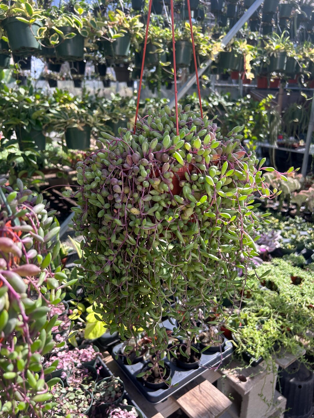 4 Pack Mixed String of Tears, String of Banana, Sedum Burrito, String ...