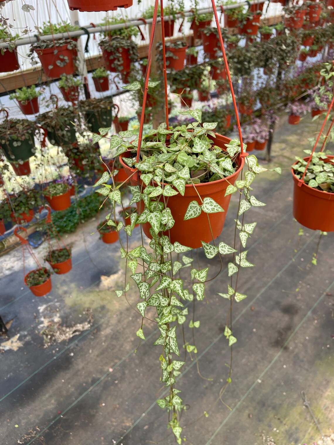 String of Arrows in A 6 Inch Hanging Pot Plants Are Beautiful and Long ...