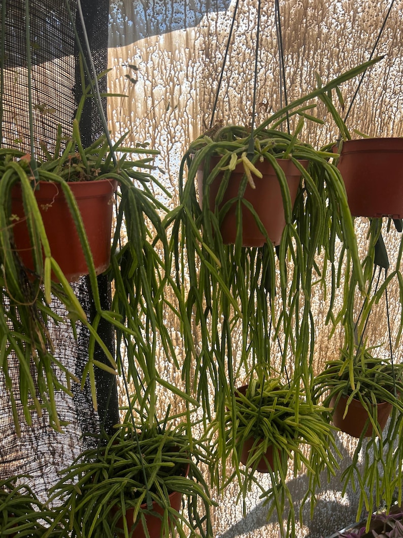 Rhipsalis Micrantha Exotic Epiphytic Jungle Cactus 6 Inch Pot Full - Etsy