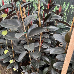 Ficus Elastica, Rubber Tree , in 3 Gallon Pot Beautiful Healthy Leaves ...