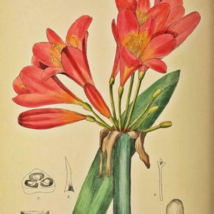 Clivia Vintage Botanical Illustration Art Print Collection South ...
