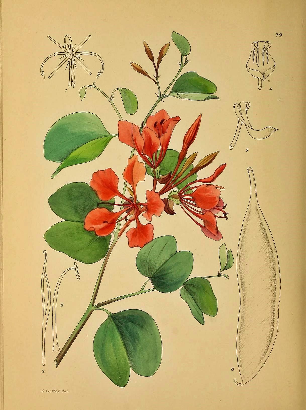 Vintage Botanical Illustration Art Print Collection South African ...