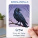 Birds Animal Flashcards | Printable Kids Learning Cards | Montessori ...