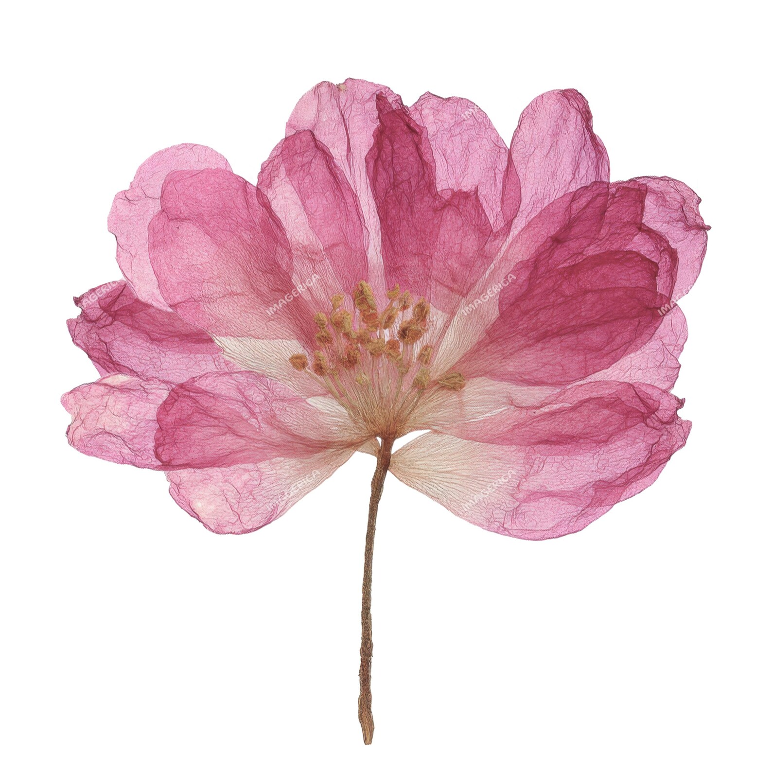 Pressed Flower Clipart 10 Set: Vintage Botanical PNG Illustrations ...