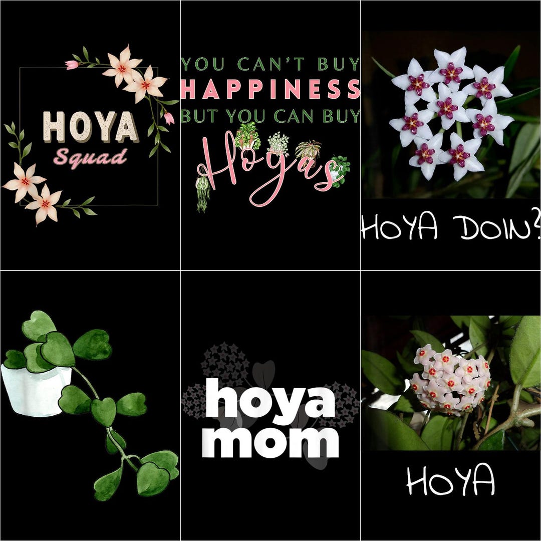 Charming Hoya Plant Art PNG Files – Perfect for Hoya Lovers and ...