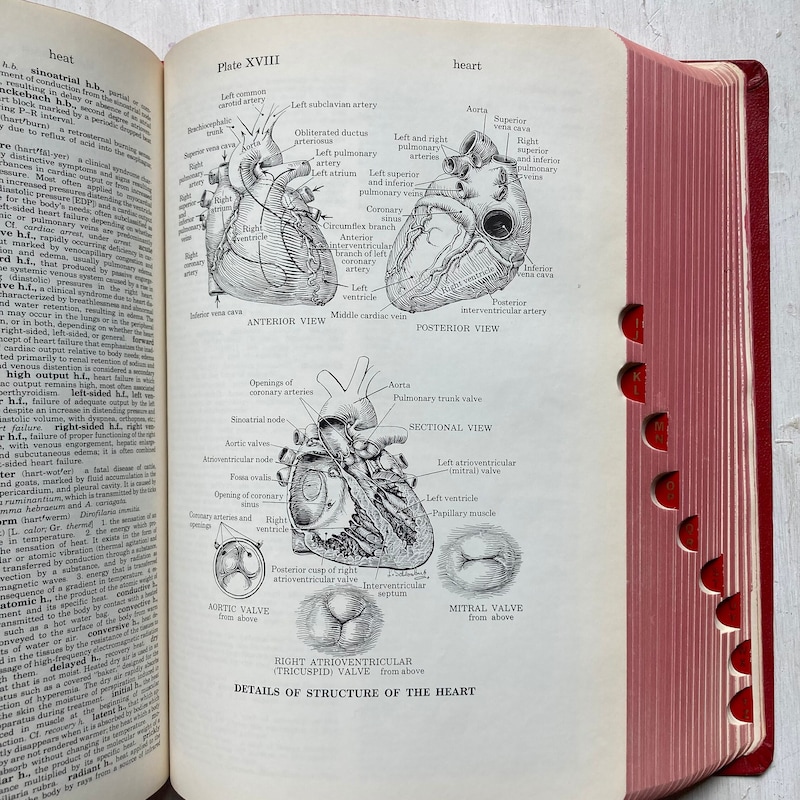 Medical Oddities - Etsy