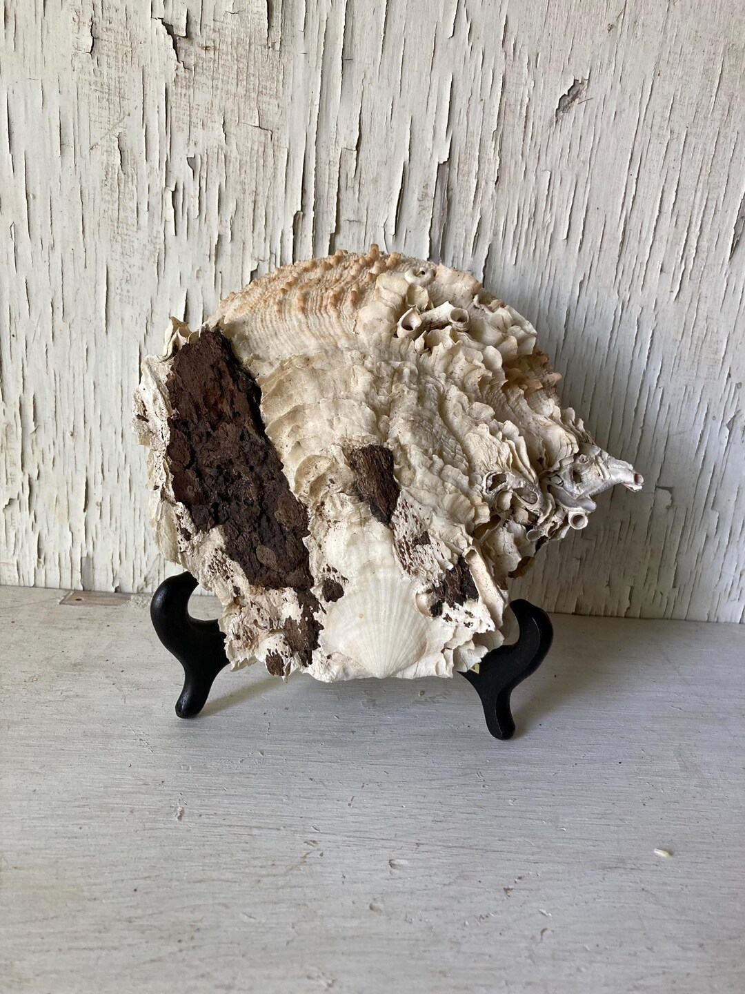 Vintage Crusty Shell on Stand, Picture Stand, Seaside Decor, Nature ...