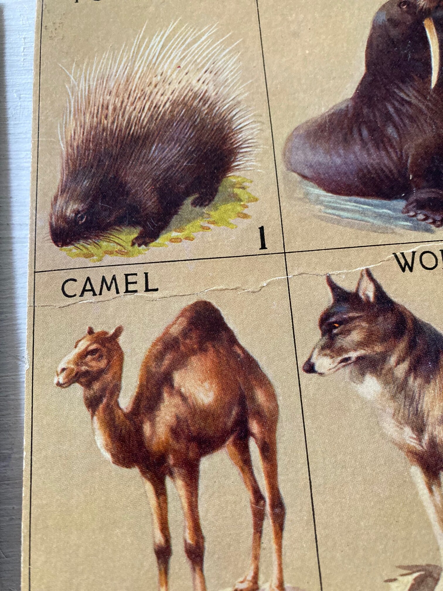 Vintage 1940's Animal Matching Game, Flash Cards, Bingo, Graphic Design ...