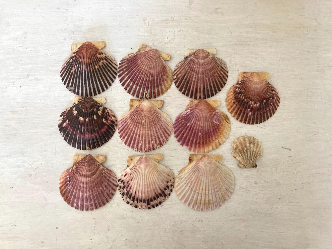 Set of Colorful Scallop Shells, Crafting, Art Making Supplies, Sea ...