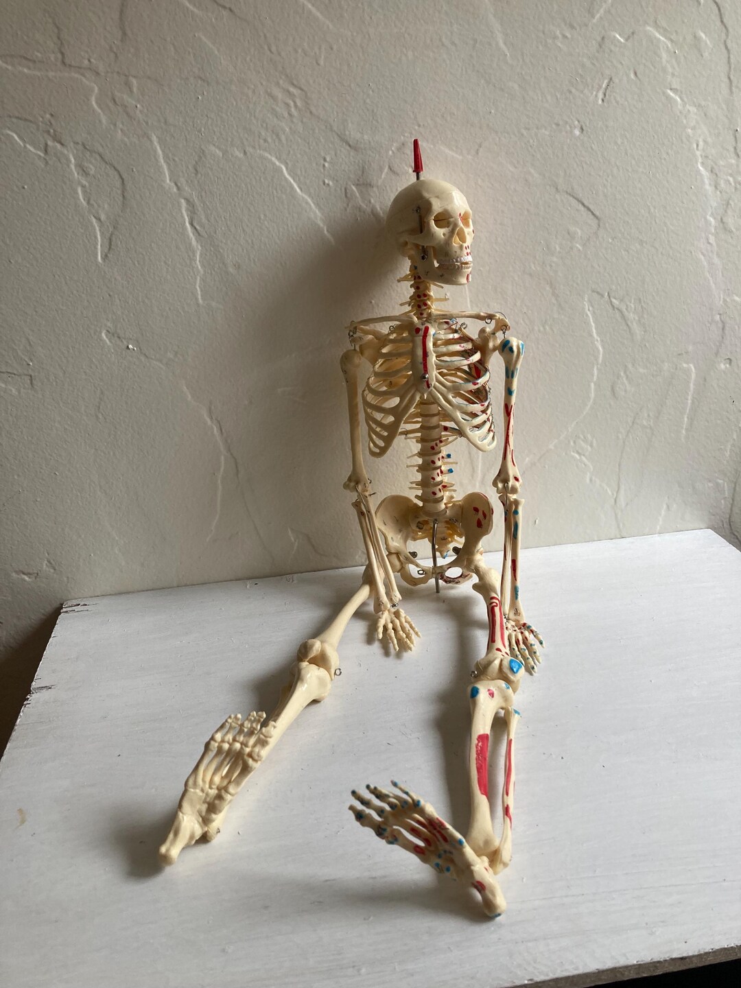 Vintage Anatomy Teaching Skeleton, Bones, Skull, Spine, Medical School ...