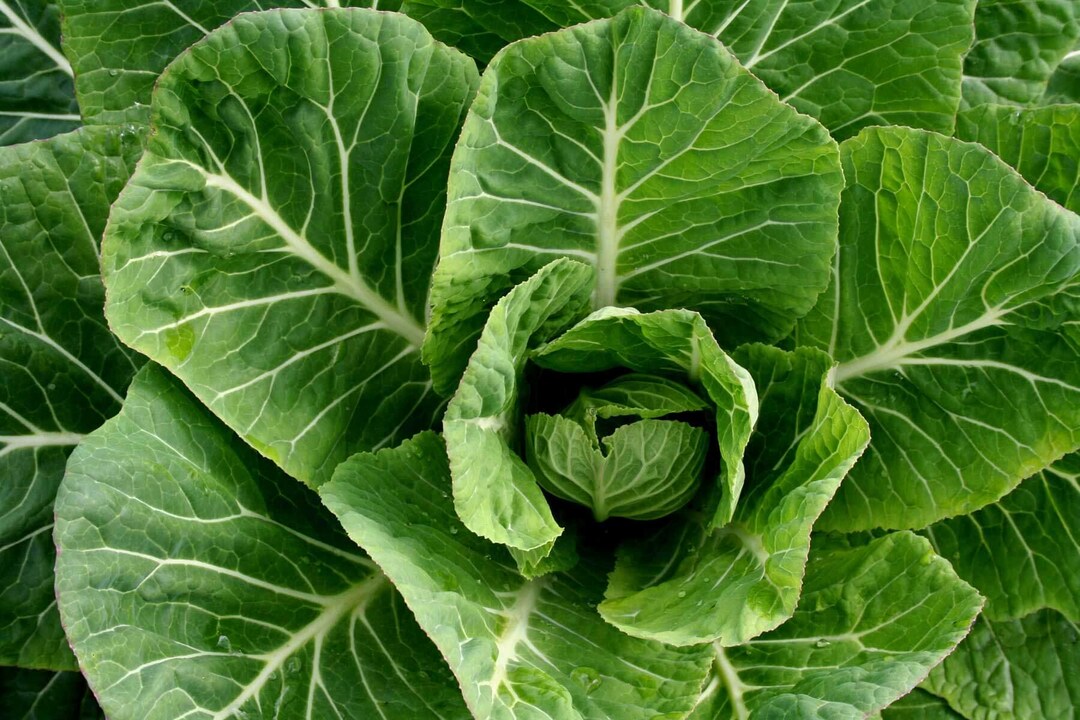 Heirloom Organic Yellow Cabbage Collard Seeds - Etsy
