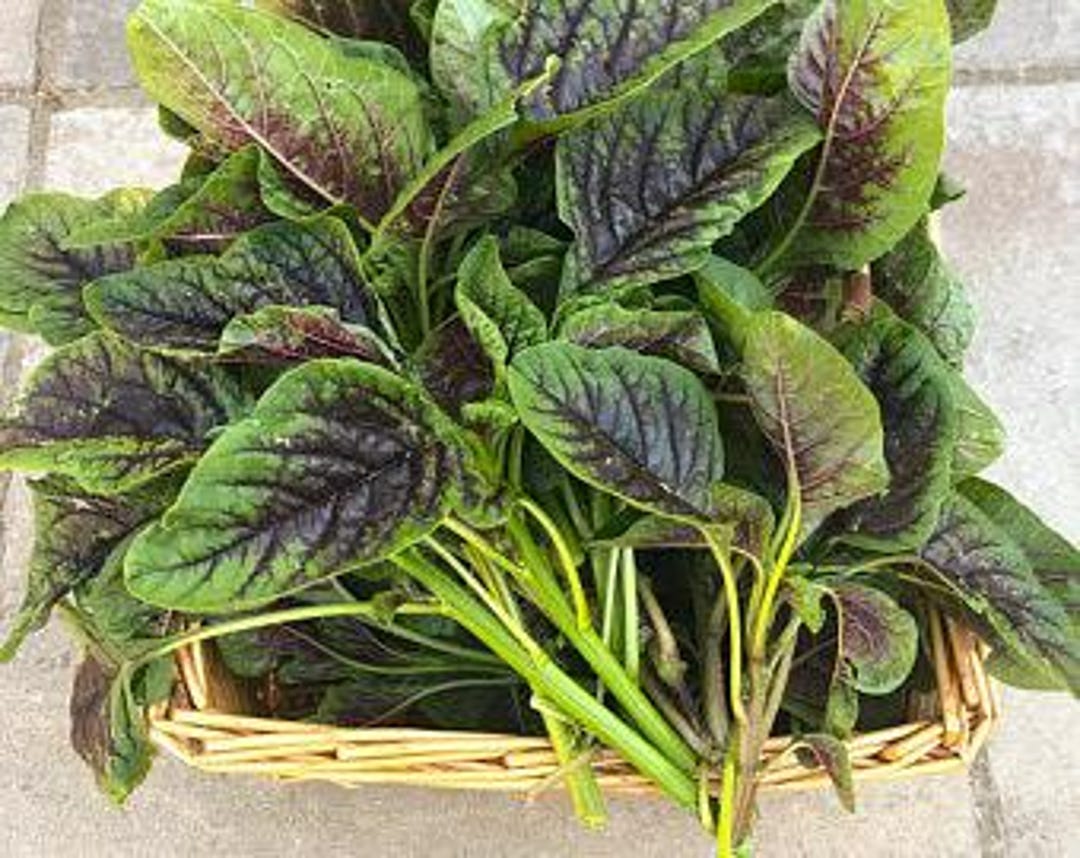 Heirloom Organic Red Stripe Amaranth Herb Seeds Aka Chinese Spinach ...