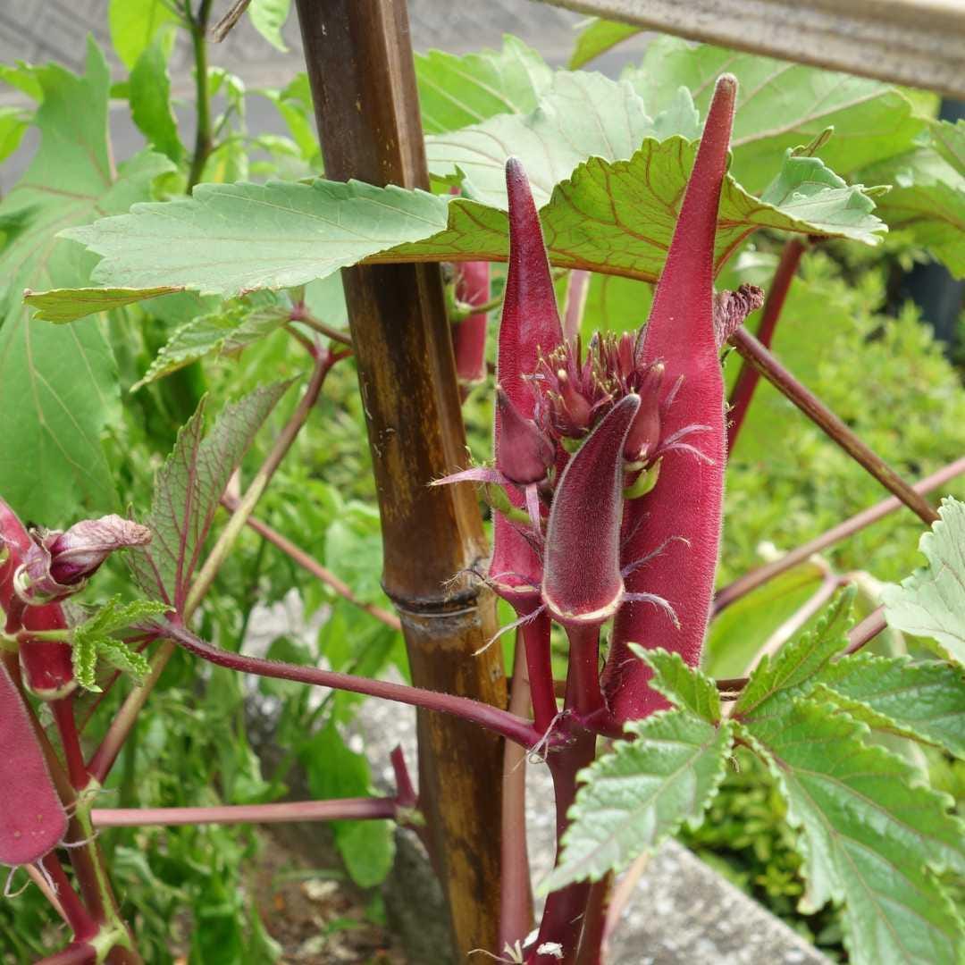 Rare Chinese Jing Orange Okra Seeds - Etsy