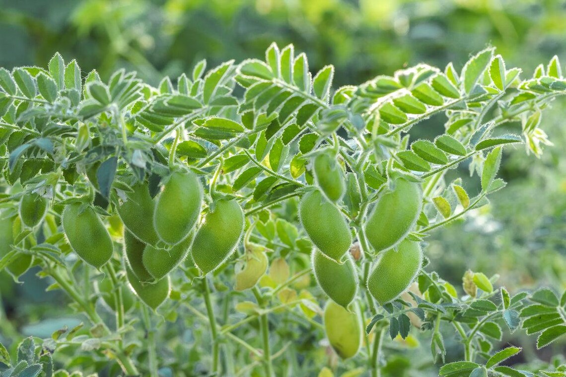 Organic Green Chana (chickpea) - Etsy