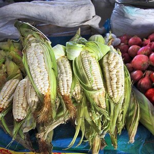 RARE Heirloom Organic Incan Cuzco Maize Seeds !!!WORLD'S LARGEST ...