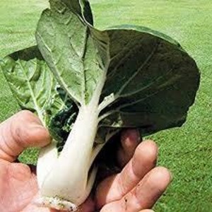 Heirloom Organic Pak Choy Toy Choy (bok Choi/pak Choi) Seeds - Etsy