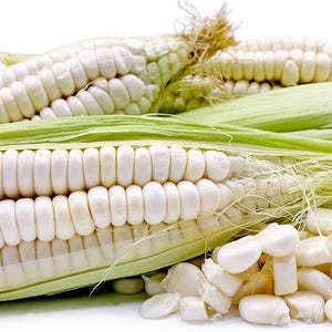 RARE Heirloom Organic Incan Cuzco Maize Seeds !!!WORLD'S LARGEST ...