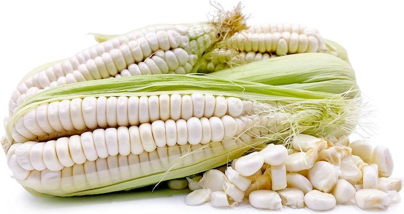 RARE Heirloom Organic Incan Cuzco Maize Seeds !!!WORLD'S LARGEST ...