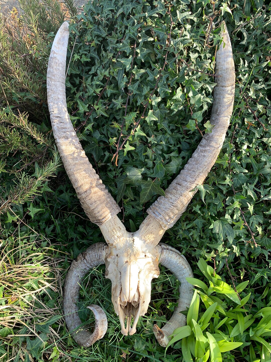 Larger 4-horn Jacob Sheep Ram Skull and Horns - Etsy